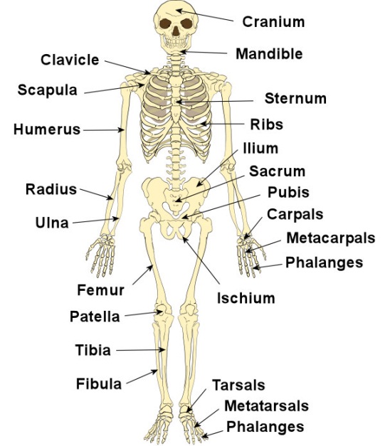Functions Of Human Skeletal System Just Health